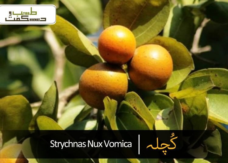 طب و حکمت | کُچلہ